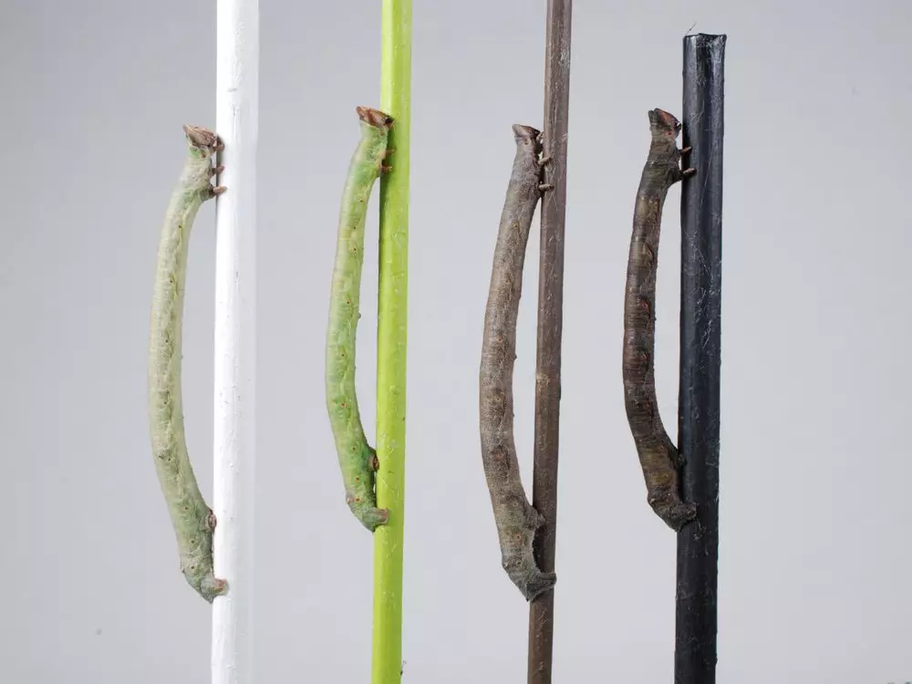 Peppered-moth-caterpillars-sense-color-through-their-skin.jpg