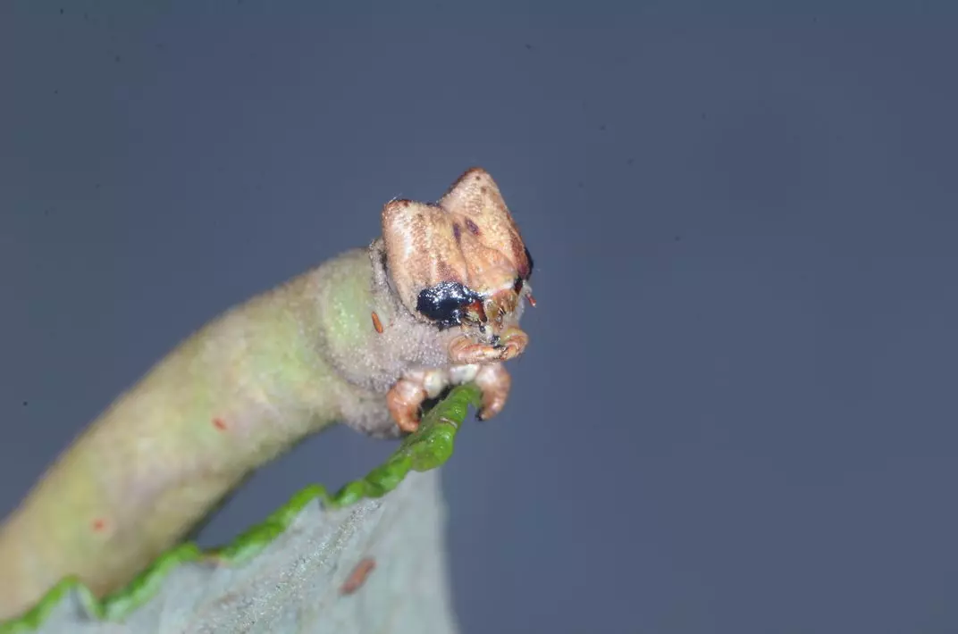 Awọn caterpillars wọnyi le rii Awọ Lilo awọ wọn, kii ṣe Oju wọn