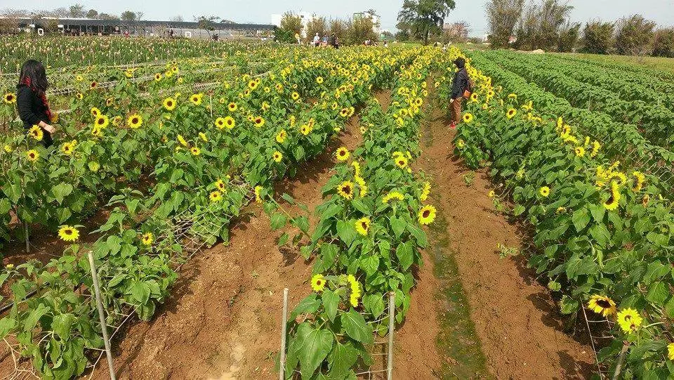 Gå talje dybt ind i den største solsikkefarm i det nordlige Taiwan 20376_2