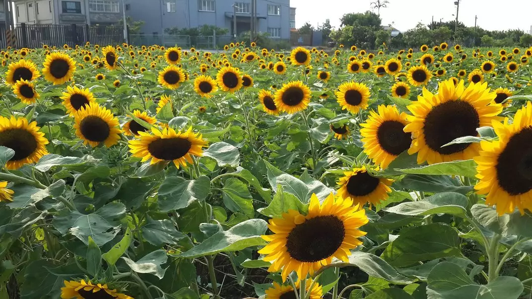 Gå talje dybt ind i den største solsikkefarm i det nordlige Taiwan 20376_3