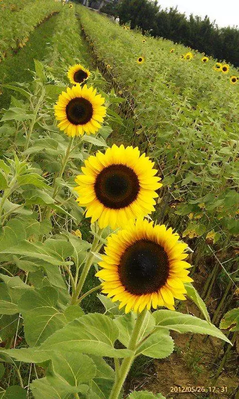 Mus Lub duav tob rau hauv qhov loj tshaj plaws Sunflower Farm nyob rau sab qaum teb Taiwan 20376_4