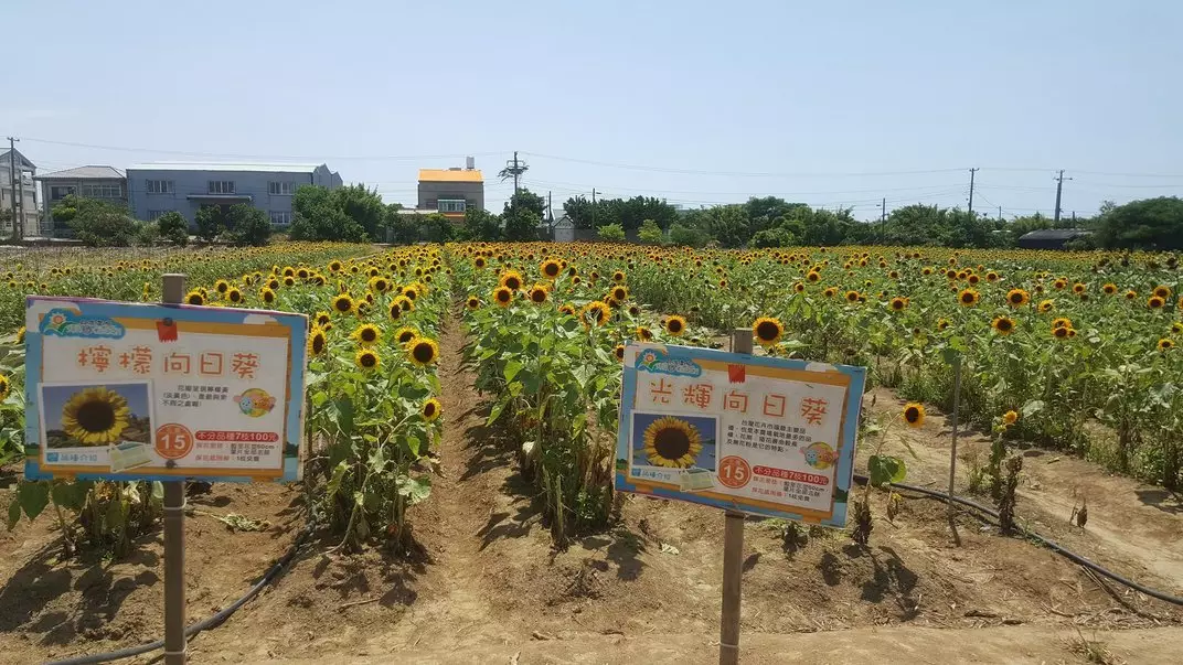 Gå talje dybt ind i den største solsikkefarm i det nordlige Taiwan 20376_5