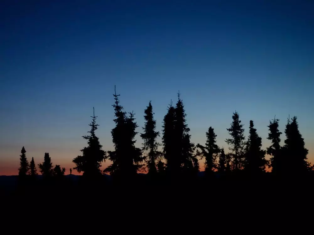 Black Spruce Trees, Fairbanks, Alaska, United States, North America