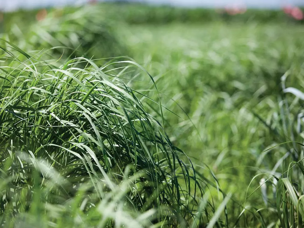 La próxima generación de biocombustibles podría provenir de estos cinco cultivos