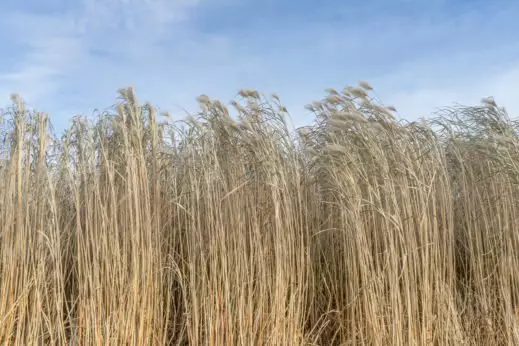 Naujos kartos biokuras gali būti pagamintas iš šių penkių javų