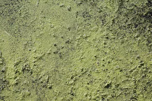 Een vloedgolf van groene algen in een vijver