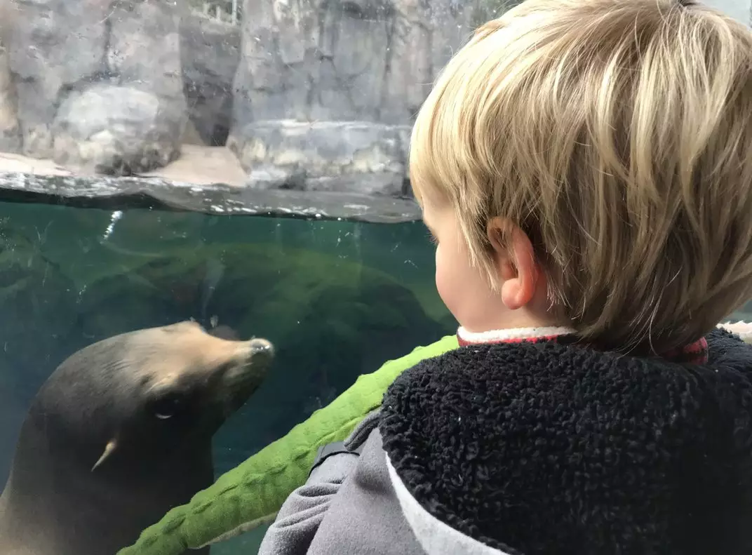 Criança pequena com cabelo loiro e jaqueta está cara a cara com um leão marinho