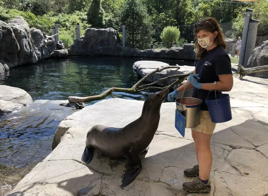 Ahli zoologi bersama singa laut dengan latar belakang air