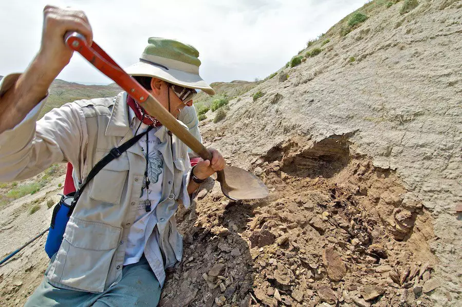 Smithsonian paleobiolog Scott Wing iskopava biljne fosile u Wyomingu. (Tom Nash)