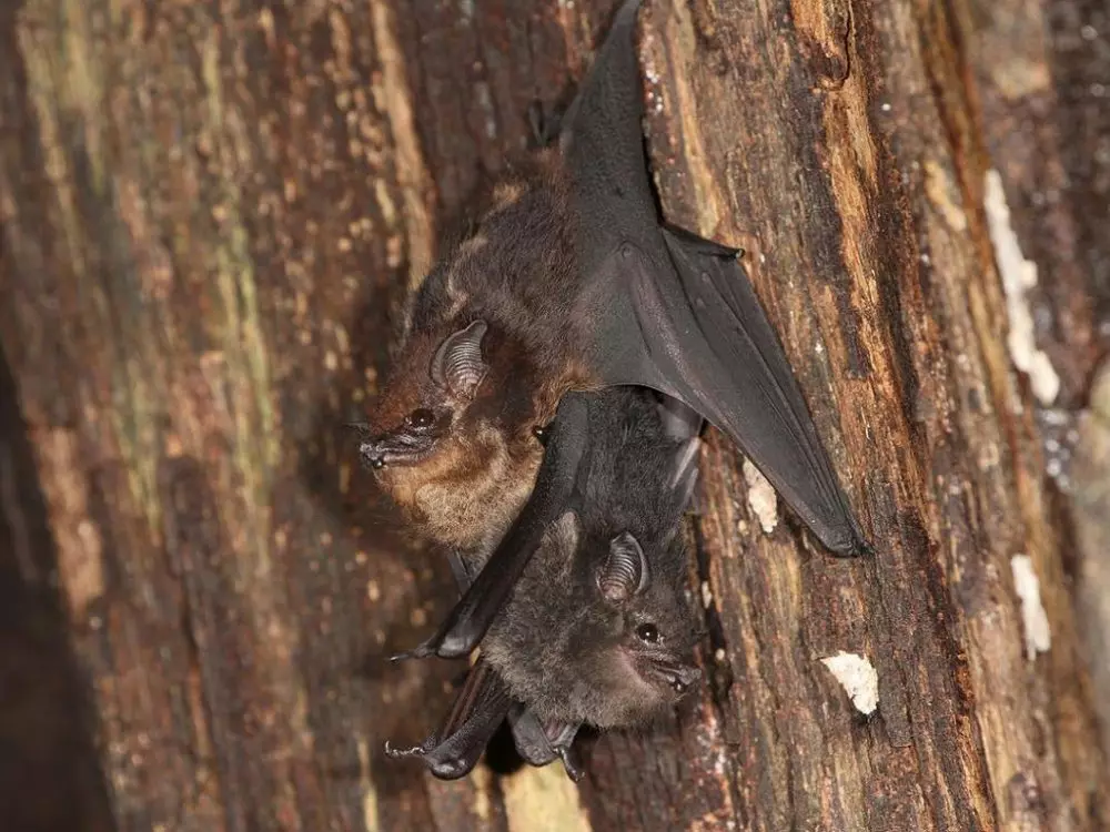 Baby Bats Babble-Tenê Mîna Zarokên Mirovan