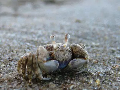 20110520090131crab_855509214_7798d36cc7-400x300.jpg