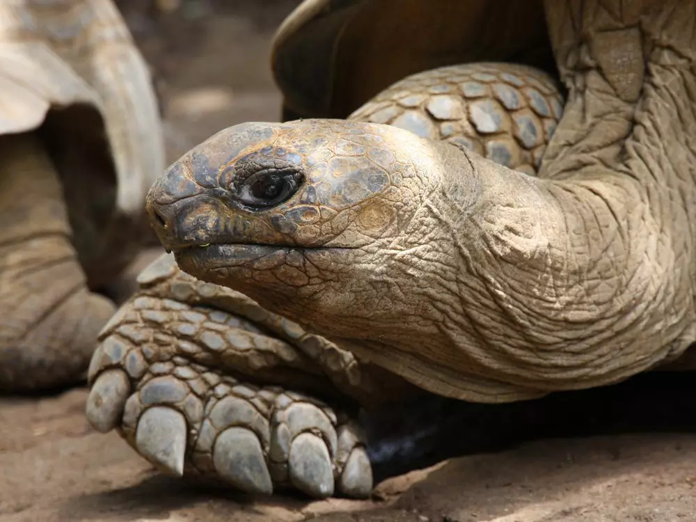 Igihangange kinini cya Tortoise gitangaza abahanga mu kurya inyoni