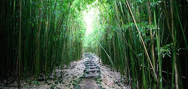 Drive the Road to Hana