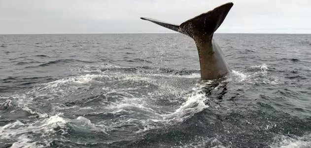 Whale Watching zu Newfoundland