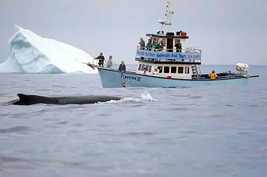 Ngắm cá voi ở Newfoundland 20473_2