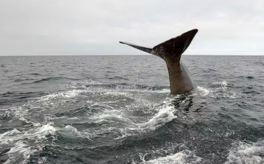 Ngắm cá voi ở Newfoundland 20473_3