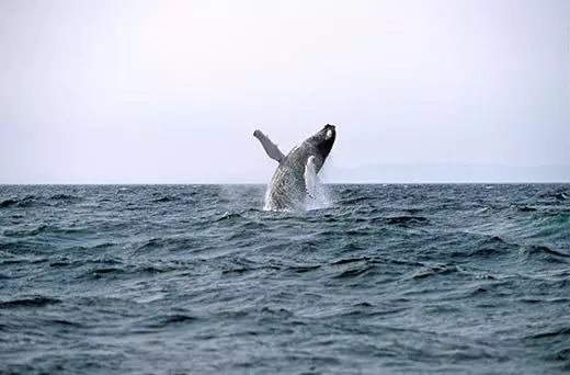 Ngắm cá voi ở Newfoundland 20473_4