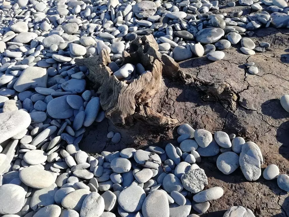 Neuer Abschnitt des versteinerten Waldes nach Sturm am Strand von Wales freigelegt