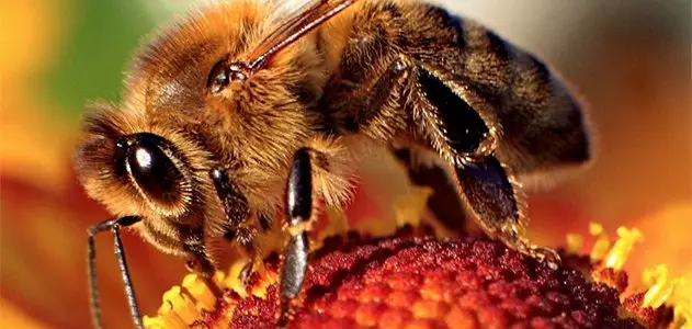 Video-Sains-Mengejutkan-Lebah-631.jpg