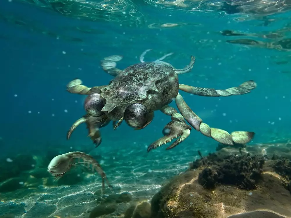 Umelecké znázornenie toho, ako môže vyzerať staroveký predátor Callichimaera perplexa. Krab má veľké čierne korálkové oči.