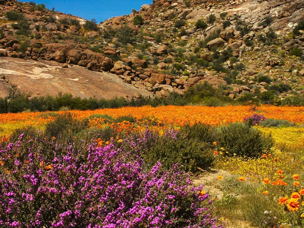 Fickle Desert Blooms: Abundega Unu Jaro, Ne-spektaklo la Venonta