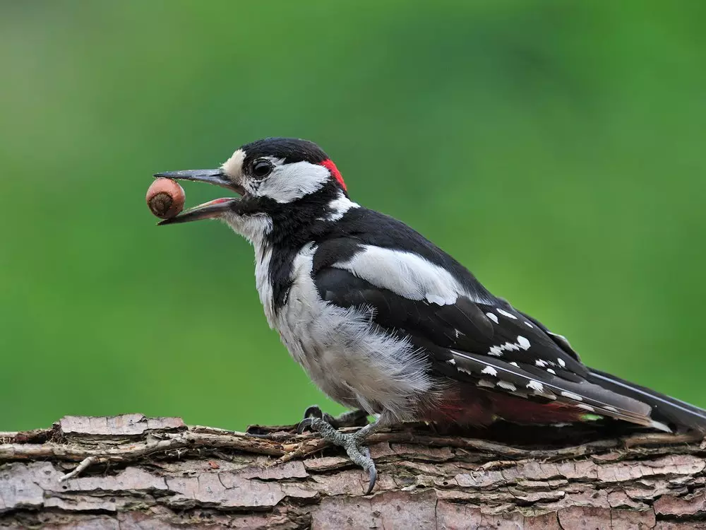 Nla Aami Woodpecker