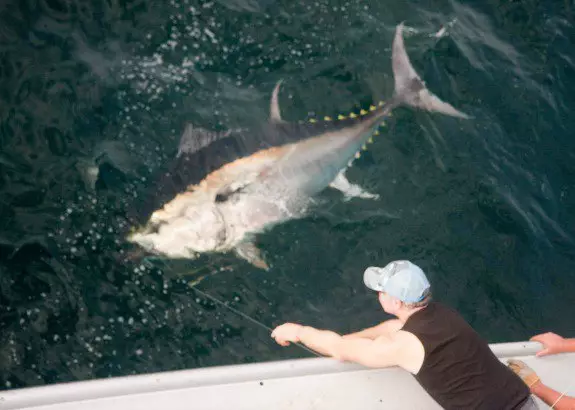 Milžiniškas paprastasis tunas, sugautas ant meškerės ir ritės, palenkiamas link valties.