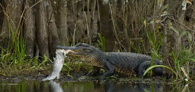 Alligatorer i Everglades