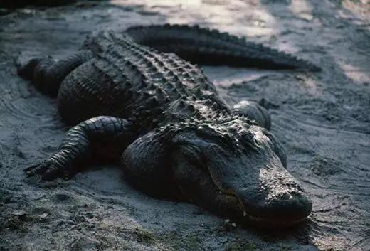 Alligators i le Everglades 20567_3