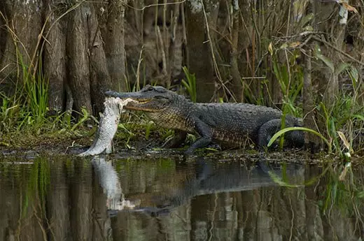 Alligators yn y Everglades 20567_5