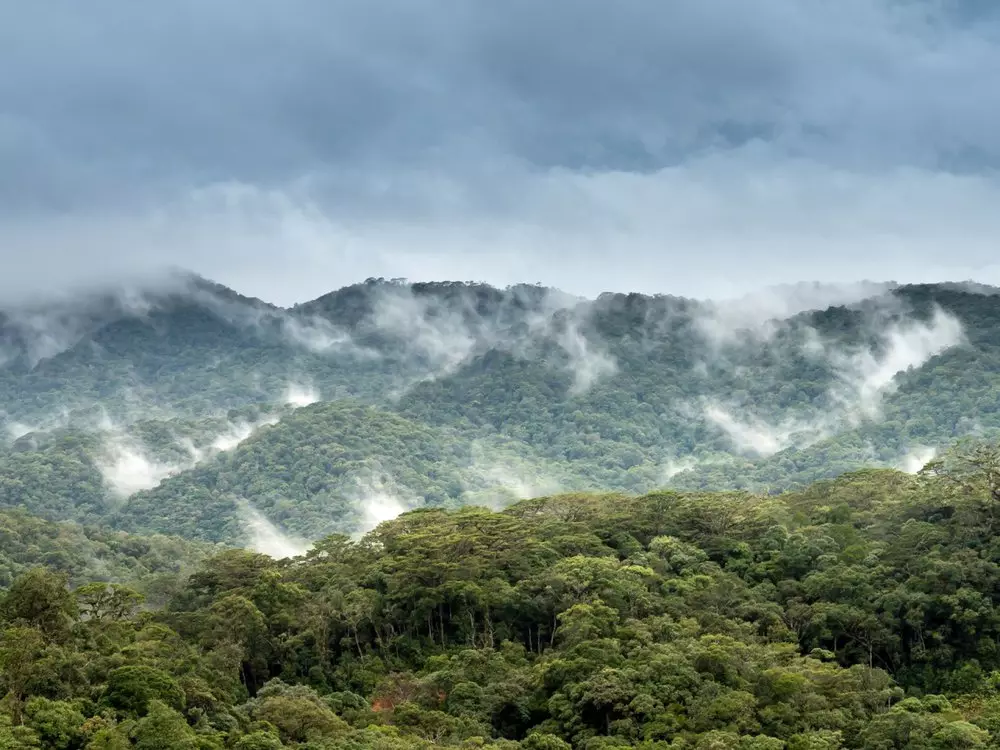 Reforestation