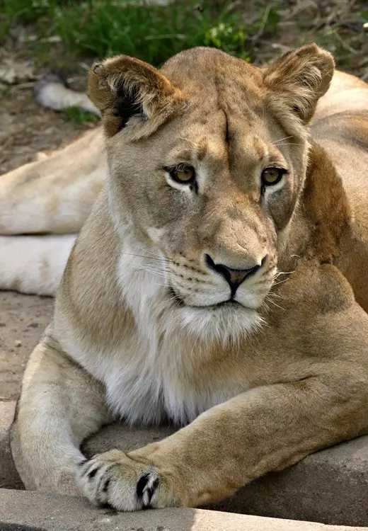 Lion Cub ស្លាប់នៅសួនសត្វជាតិ