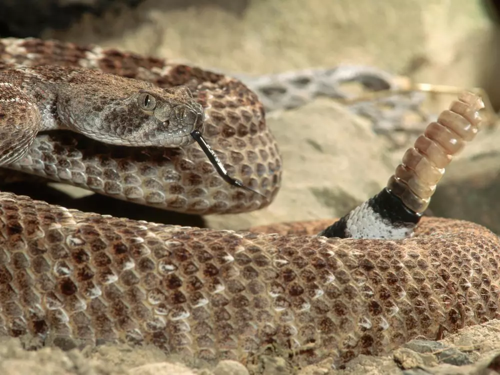 Il serpente a sonagli a dorso di diamante occidentale, che ha un motivo marrone chiaro e scuro, si trova arrotolato con il suo sonaglio tenuto in posizione verticale