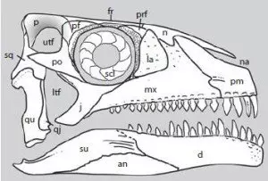 Azendohsaurus ដែលជាដាយណូស័រដែលមិនមែន