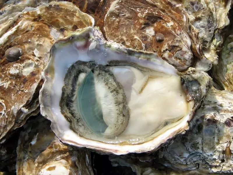 Sal oesters seeversuring oorleef? Hang af van die Oester