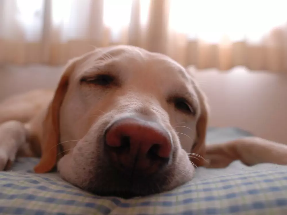 眠っている犬