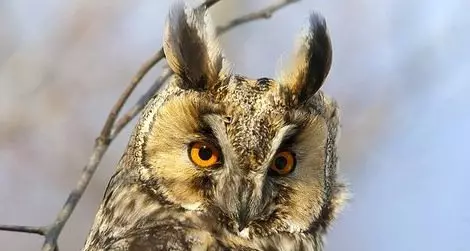 Le sage hibou moyen-duc garde son sang-froid sous la pression.