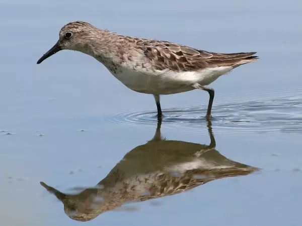 Skittish semipalmated sandpiper na-anọkarị na nsọtụ ọgụ ụjọ.