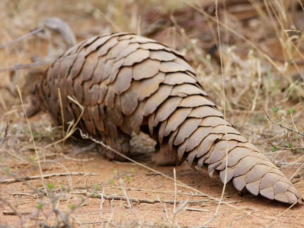 Ibihugu birenga 180 byemeje gusa itegeko ribuza gucuruza Pangolin