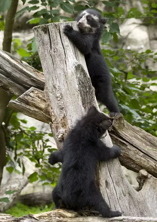 Andean-bear-cubs-at-Anouncement_MM.jpg