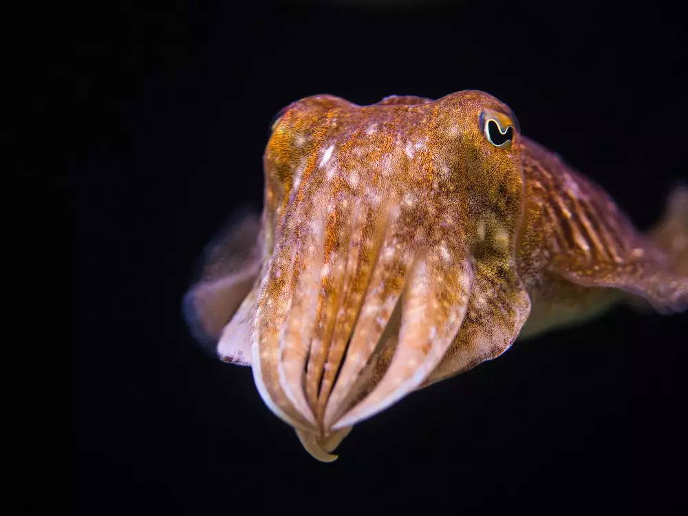 Close-up fan in oranje toane gewoane inktfisk, in octopus-like cephalopod, tsjin in swarte eftergrûn