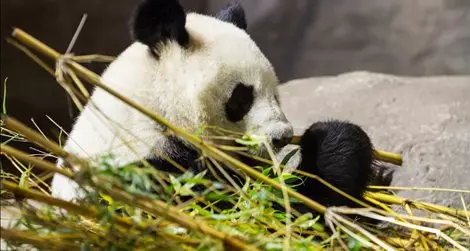 熊猫粪便能否成为更高效生物燃料的秘密？