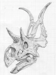 20110520083223Diabloceratops-kəllə-eskizi-225x300.jpg