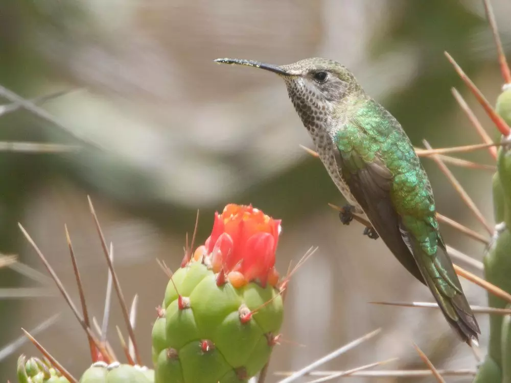 Bronsstjärtad komet (Polyonymus caroli) uppflugen på en kaktus i Peru.