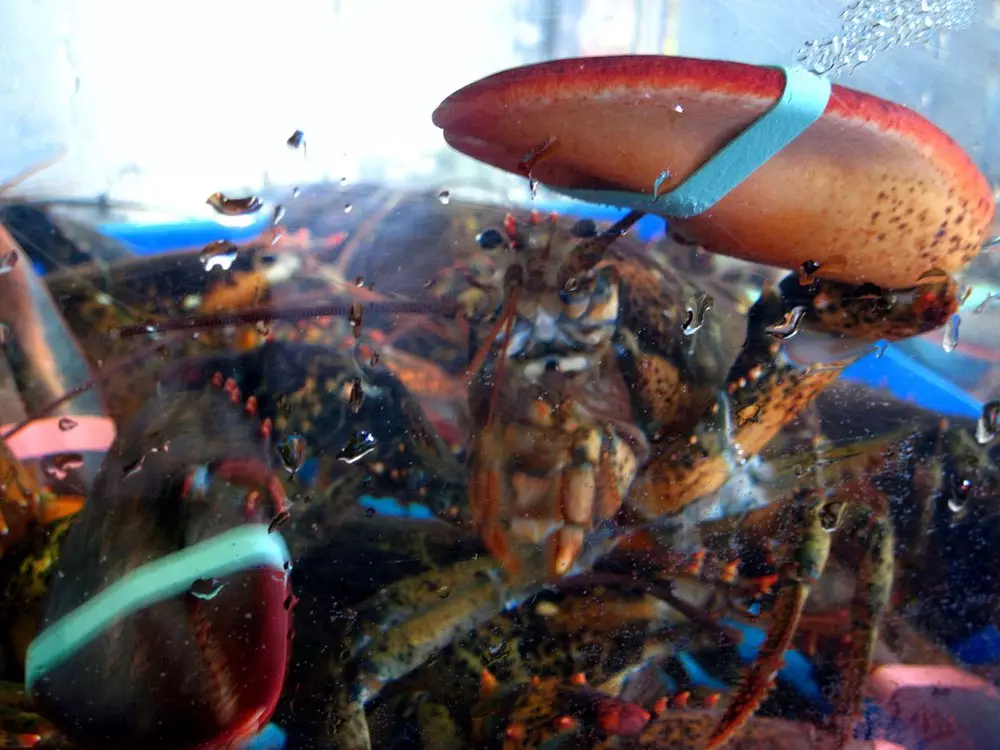 Lobsters nyob rau hauv lub tank ntawm lub khw ntses