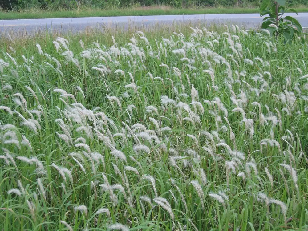 Sebuah ladang cogongrass