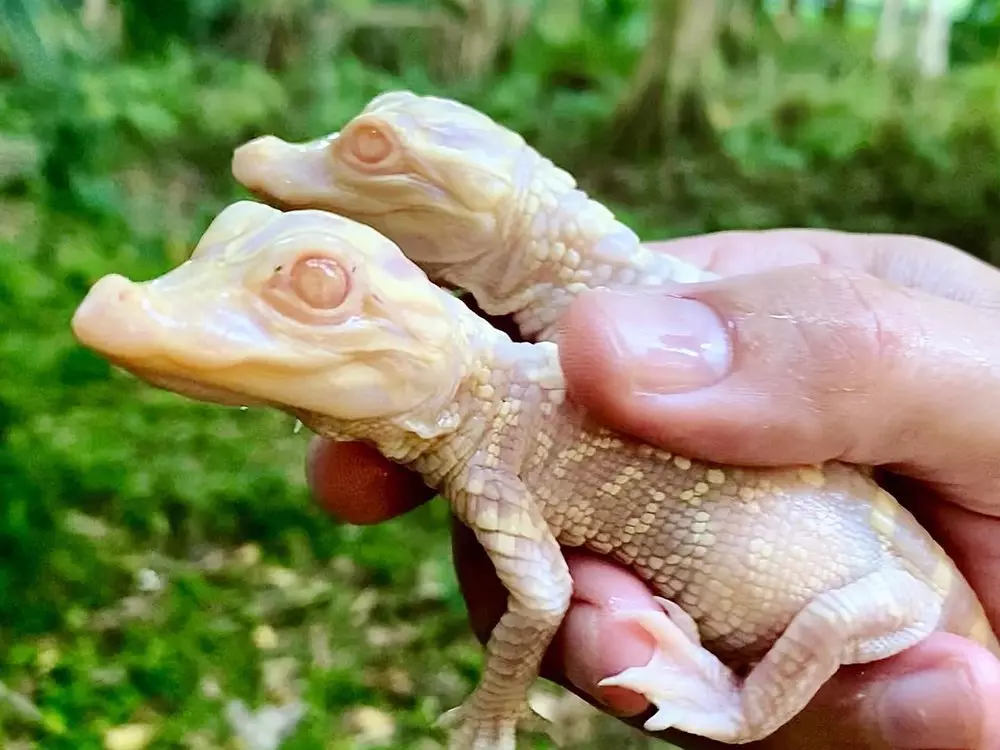 Żewġ trabi Gator albini