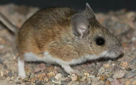 Severoamerická jeleň myš