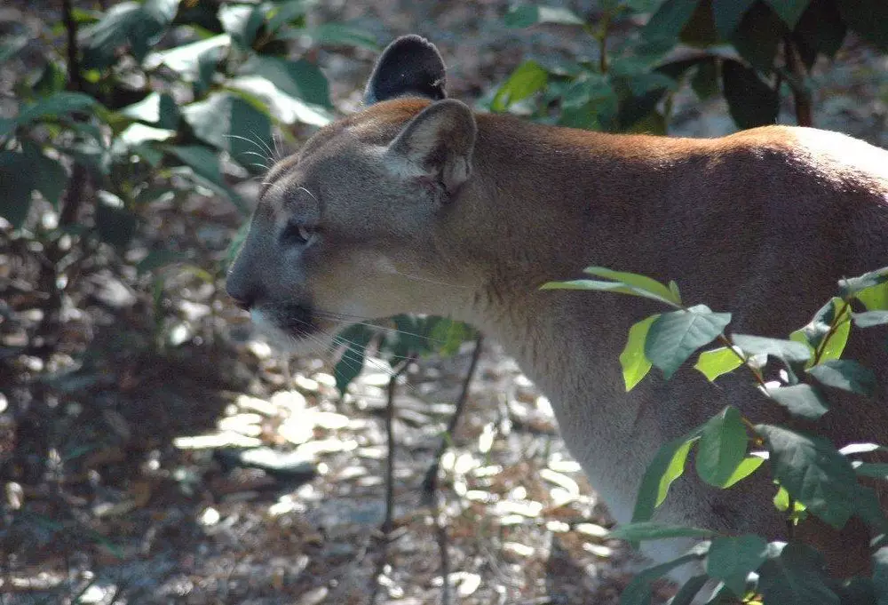 Imscrúdaíonn Údaráis Florida Neamhord a chuireann isteach ar Chumas Panthers chun Siúil