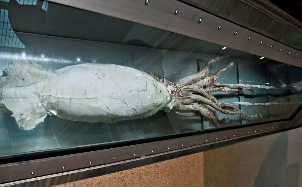 Divovske lignje mogu narasti do preko 40 stopa duljine. Smithsonianov nacionalni prirodoslovni muzej ima jedan divovski primjerak lignje izložen u dvorani Sant Ocean i nekoliko drugih u svojim zbirkama. (John Steiner, Smithsonian)